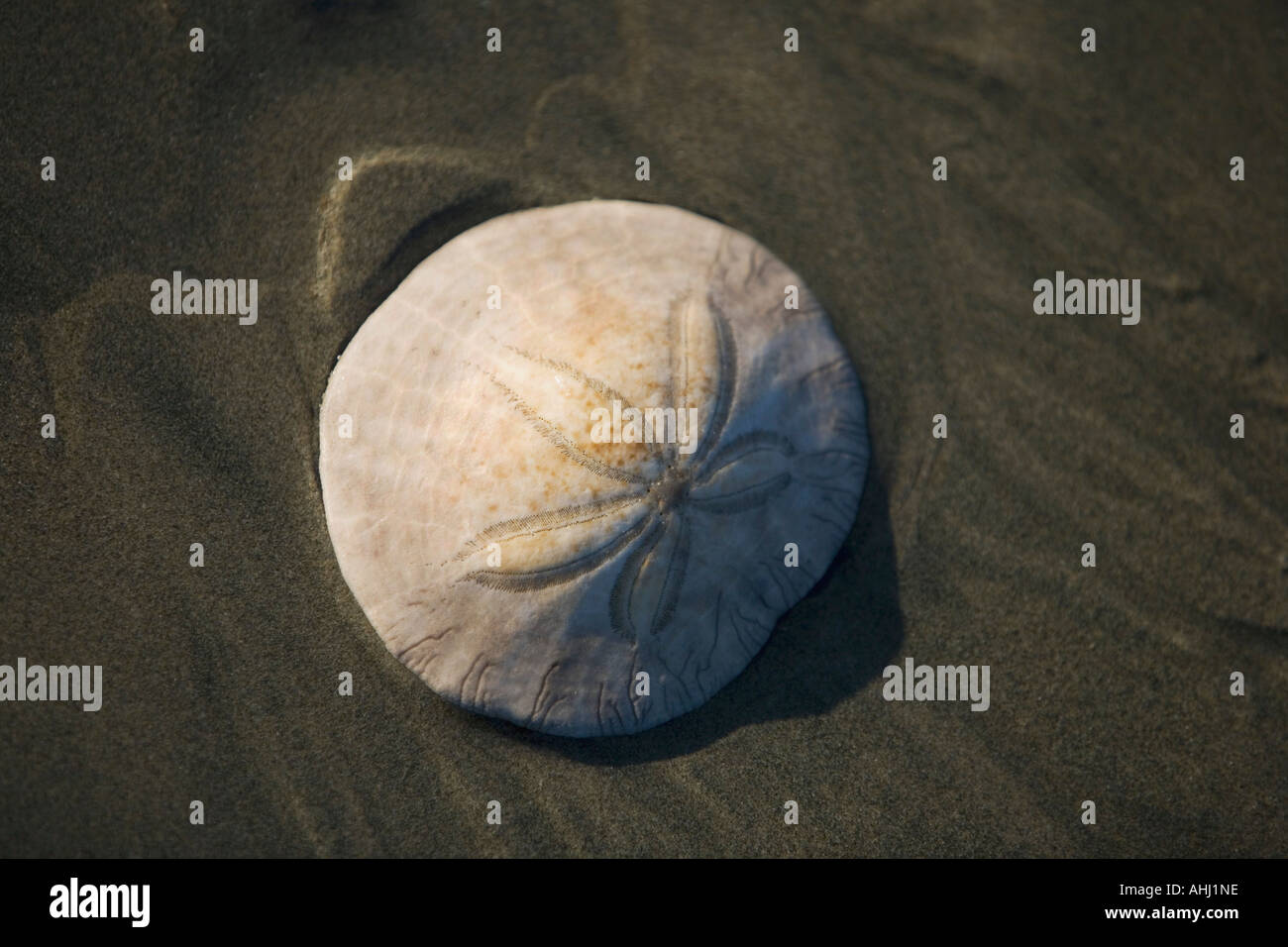 Dollar textures hi-res stock photography and images - Alamy