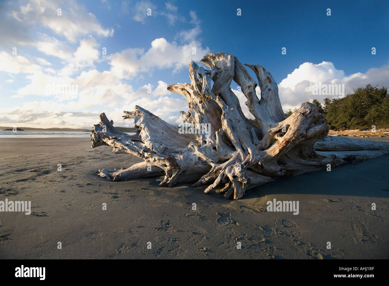 Driftwood on a beach Stock Photo - Alamy
