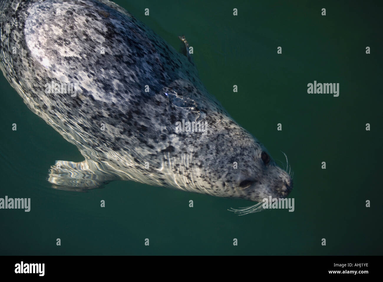 Under seal hi-res stock photography and images - Alamy