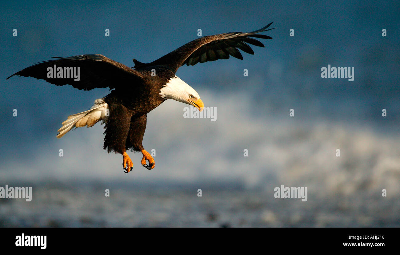 Bald Eagle Homer Alaska Stock Photo - Alamy