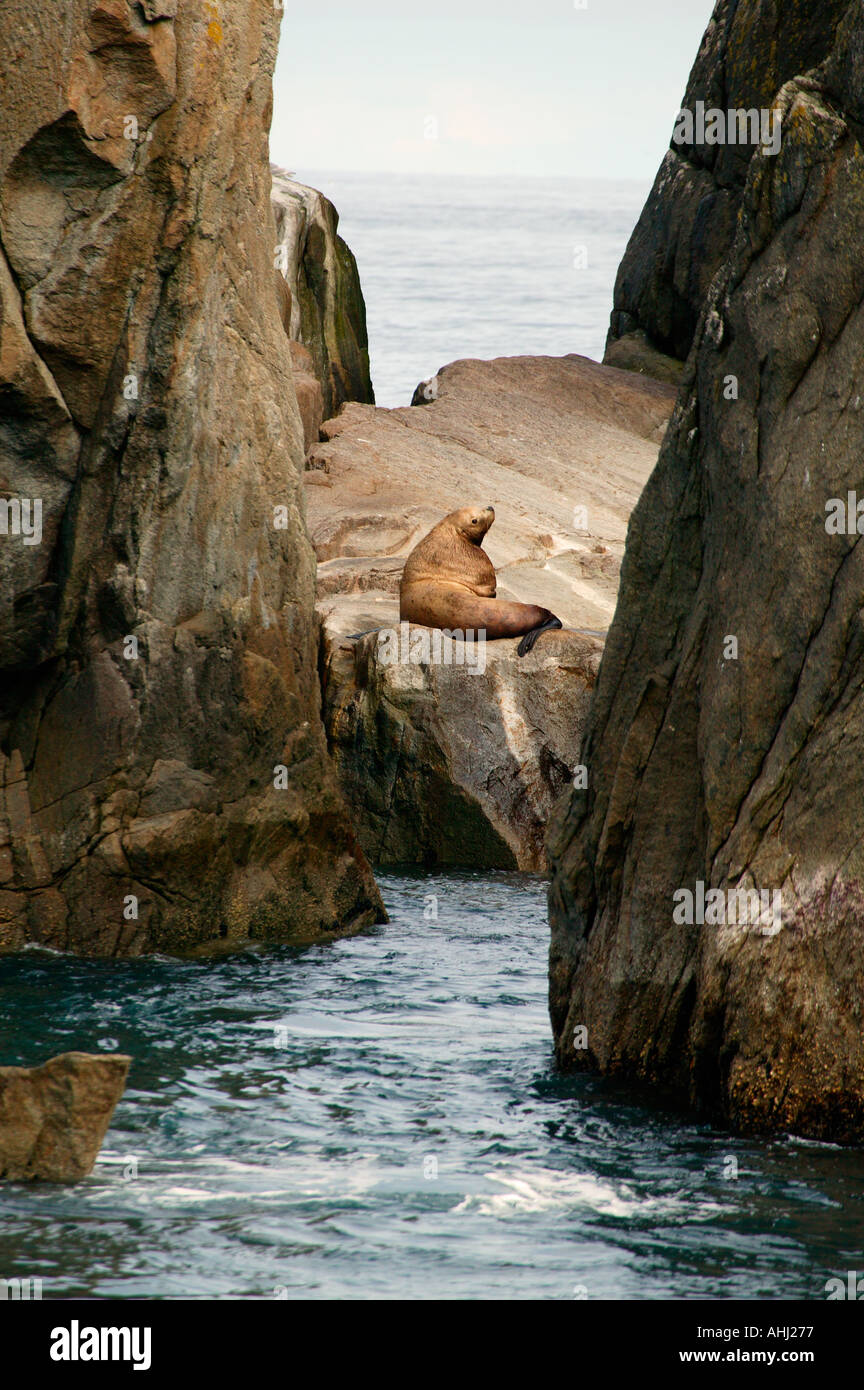 Steller Sea lions Chiswell Islands part of the Alaska Maritime National ...