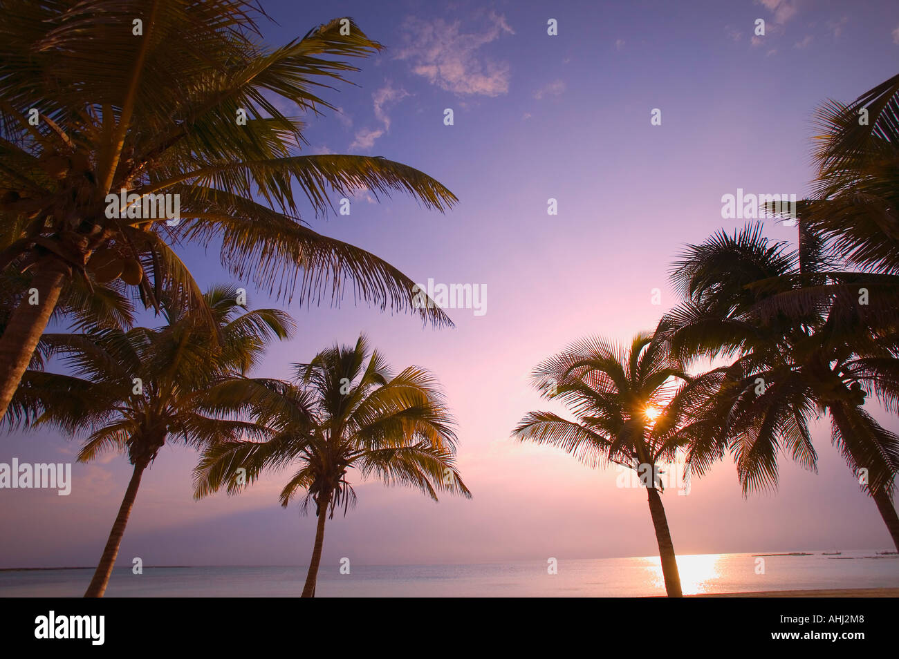 Palm trees on beach Stock Photo - Alamy