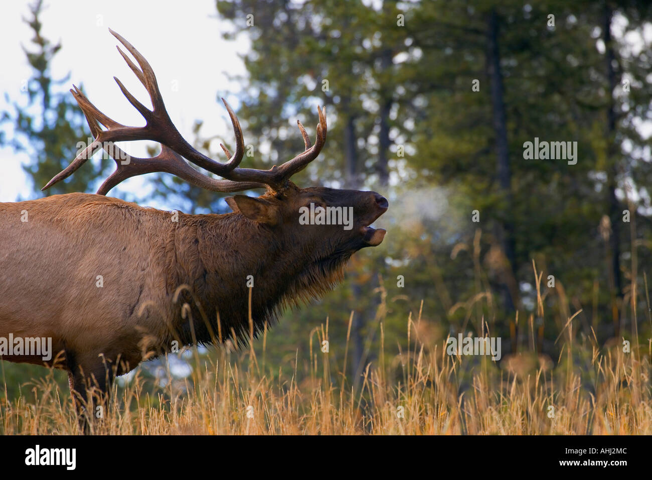 Moose call hi-res stock photography and images - Alamy