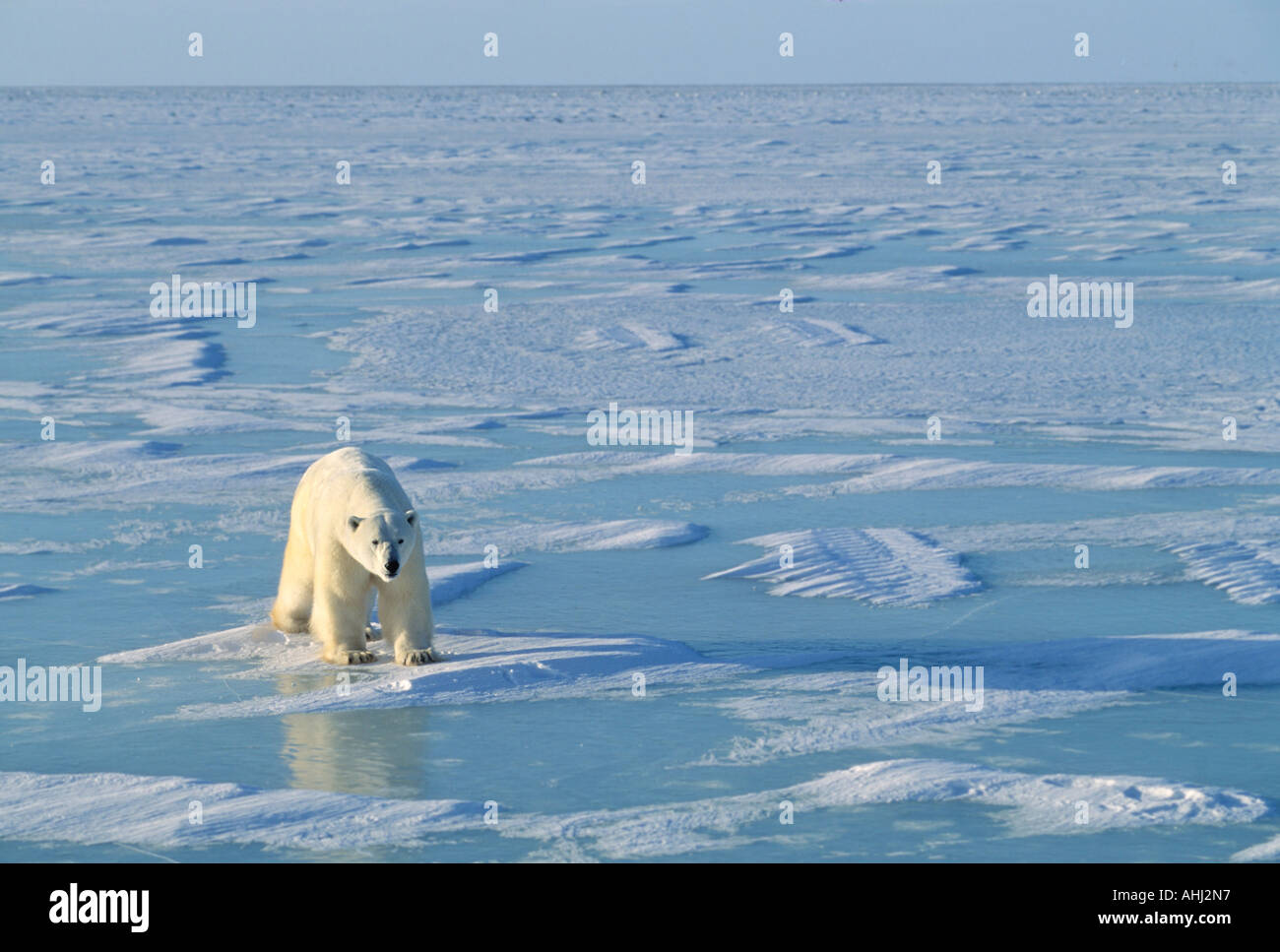 Single polar bear Stock Photo - Alamy