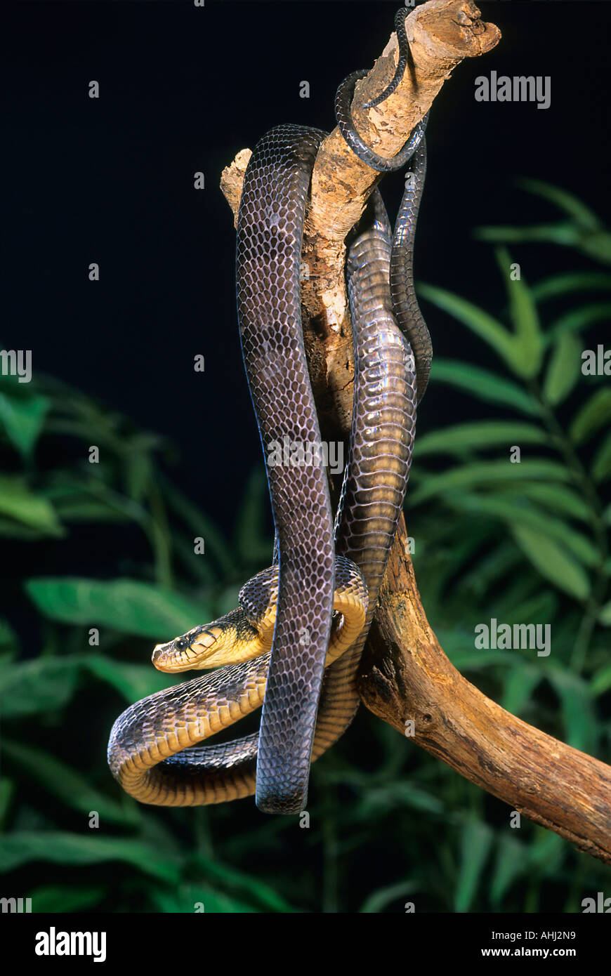Snake hunters hi-res stock photography and images - Alamy