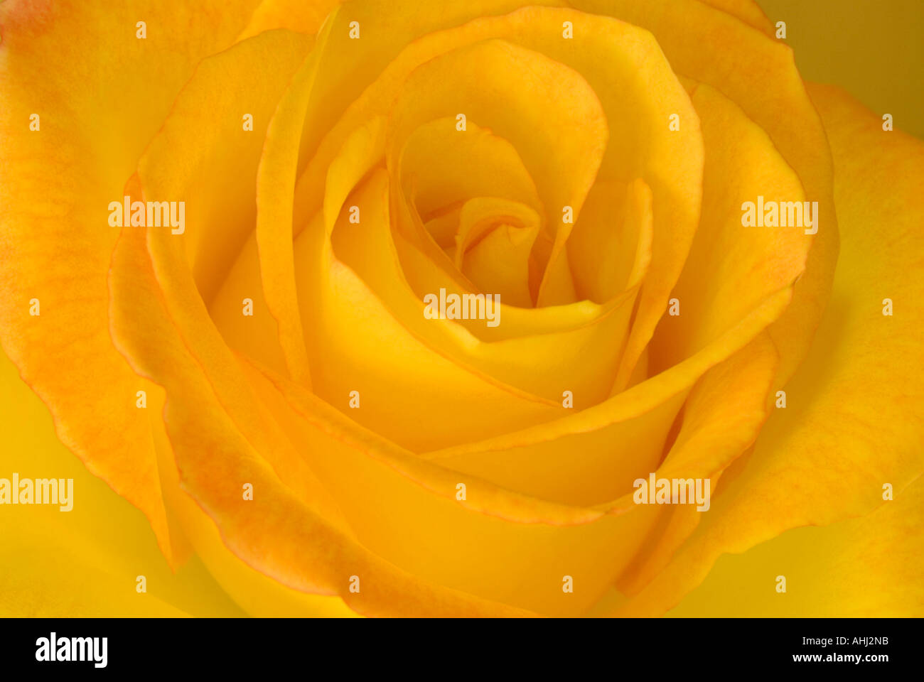 Rose hued background hi-res stock photography and images - Alamy
