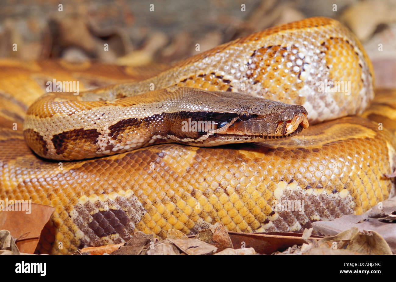 Python curtus hi-res stock photography and images - Alamy