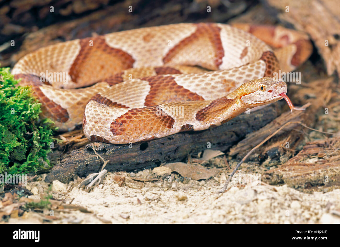 Northern copperhead snake Stock Photo - Alamy