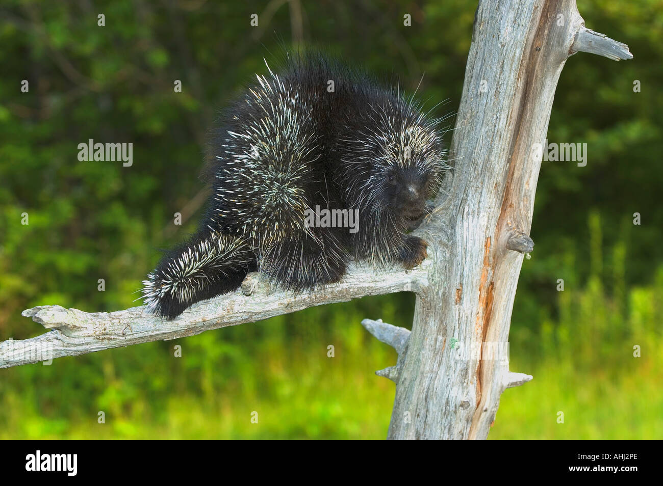 Porcupine on a tree Stock Photo - Alamy