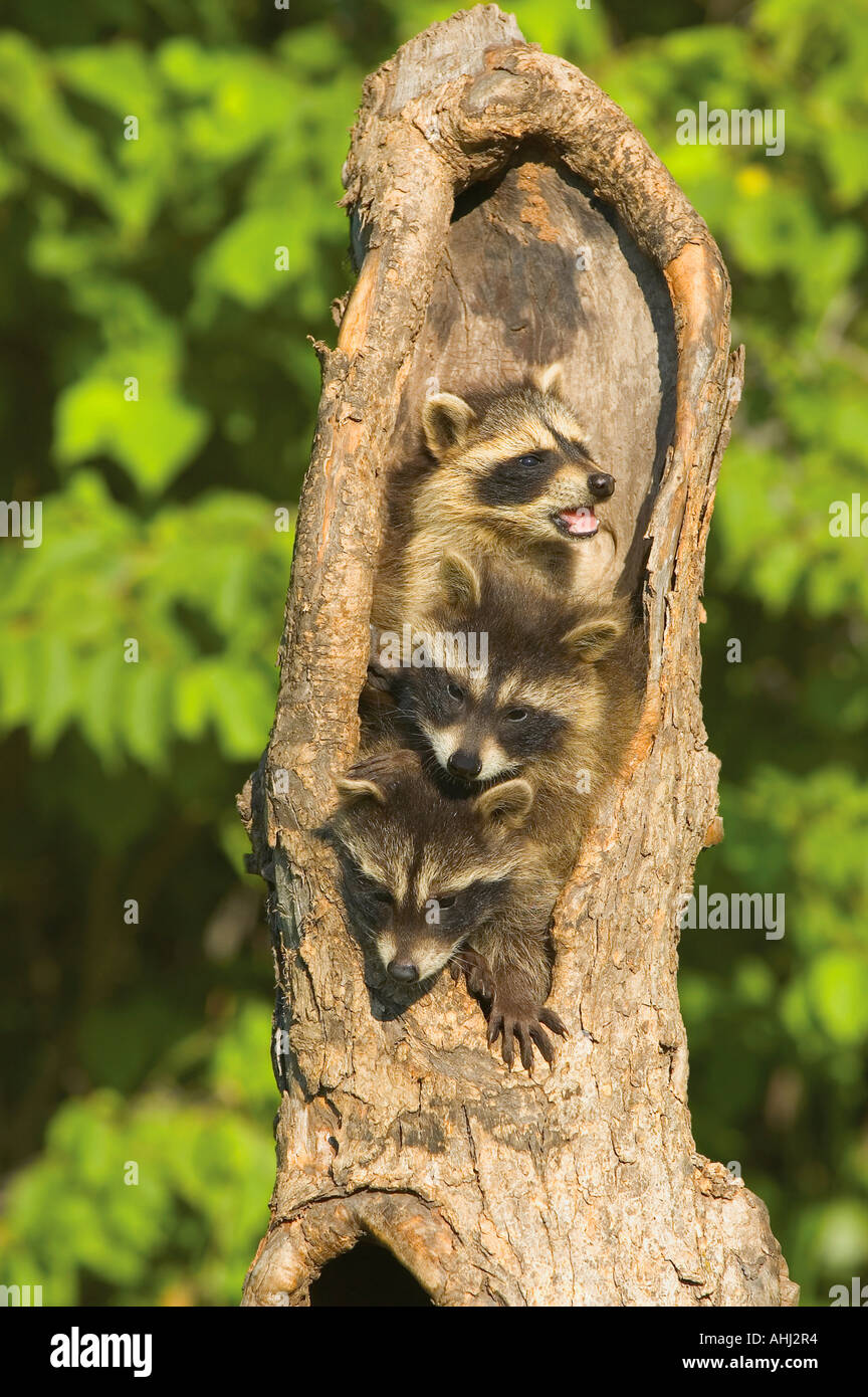 Three raccoons hi-res stock photography and images - Alamy