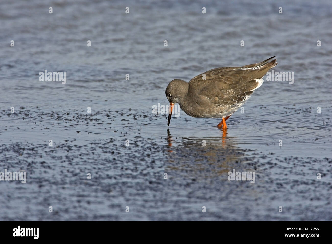 Common Redshank Tringa totanus adult feeding in shallow water Stock ...