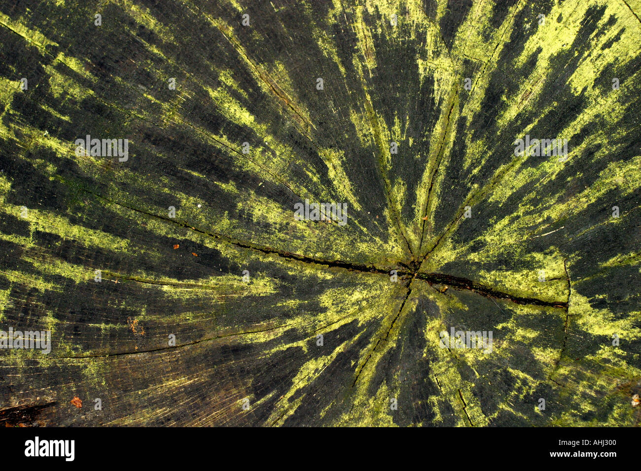 Tree section texture Stock Photo - Alamy