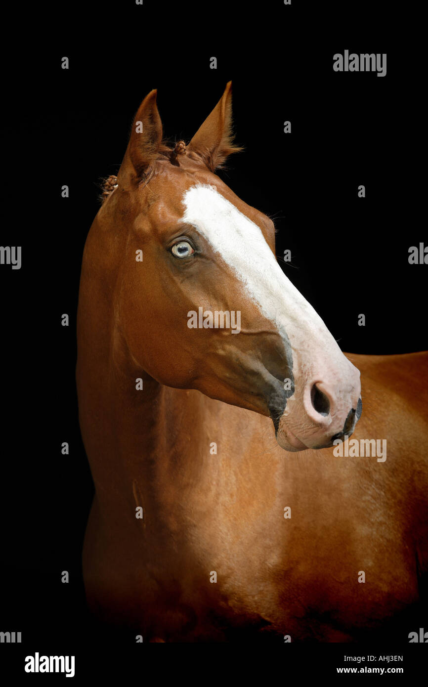 Holstein - portrait Stock Photo - Alamy