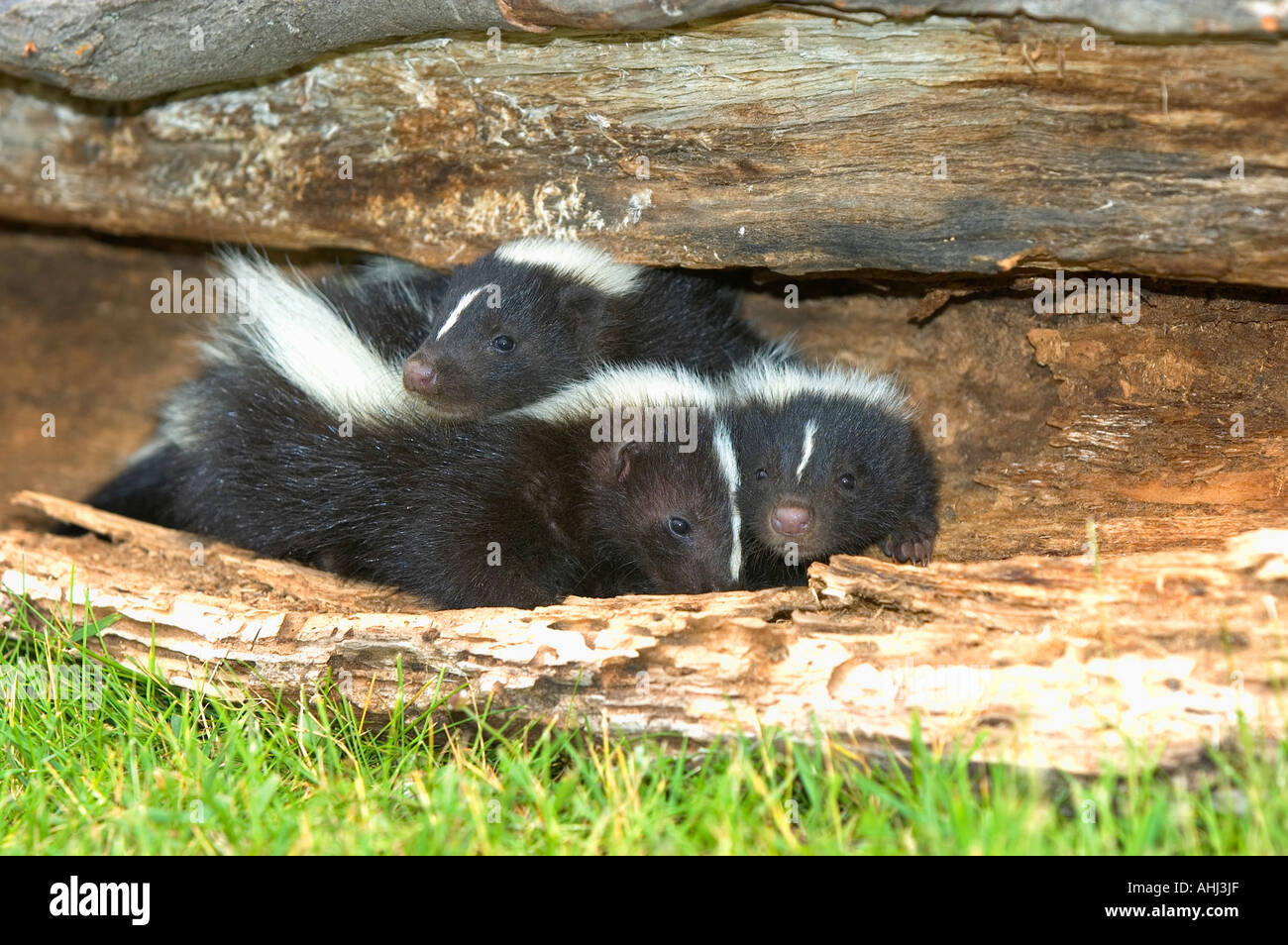 Skunk family in the log hi-res stock photography and images - Alamy