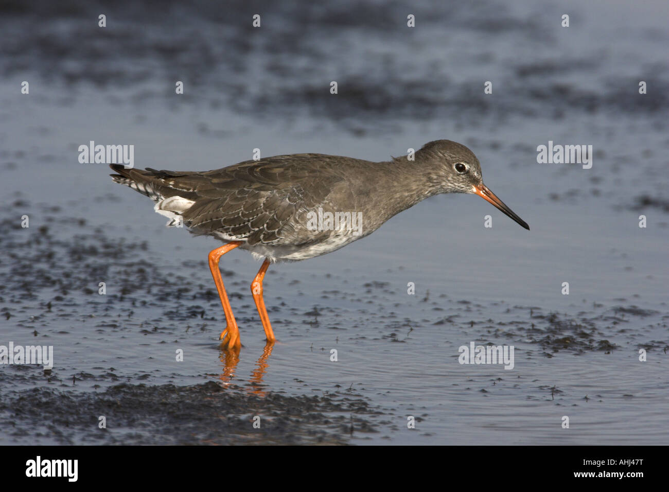 Common Redshank Tringa totanus adult feeding in shallow water Stock ...