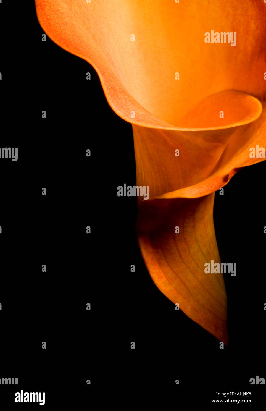 Orange calla lily Stock Photo - Alamy