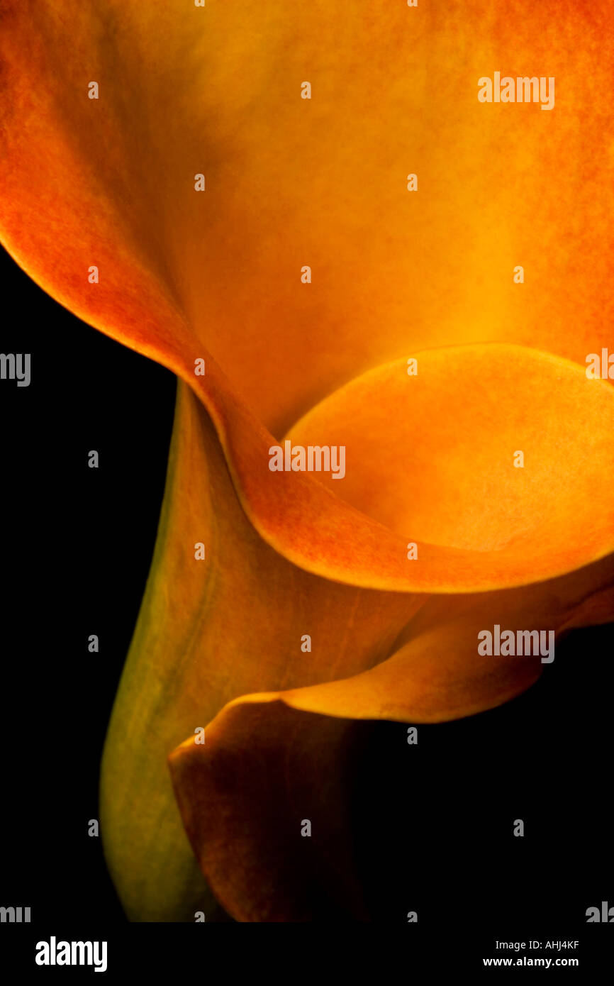 Orange calla lily Stock Photo - Alamy