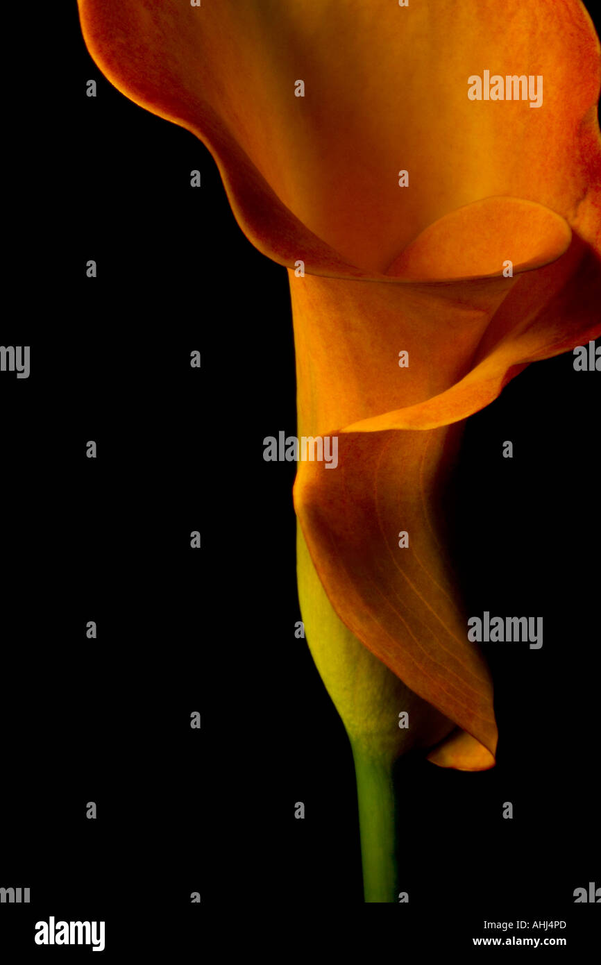 Orange calla lily Stock Photo - Alamy