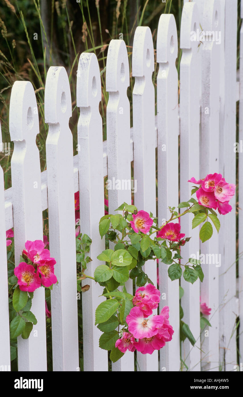 White picket fence and roses Stock Photo - Alamy