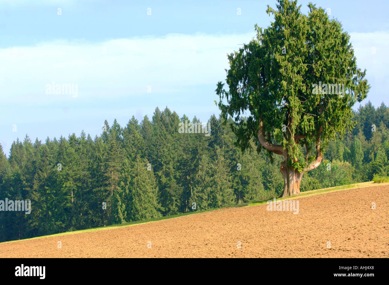 Majestic Tree Edging a Tree Line Stock Photo - Alamy