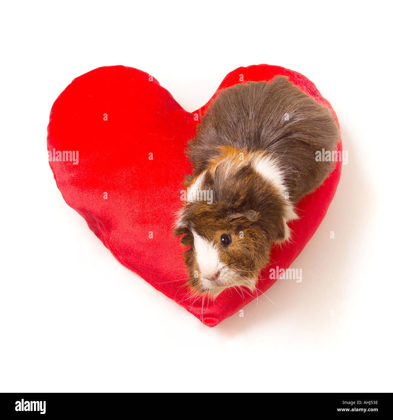 Guinea pig on red heart shaped cushion looking up at camera with white ...