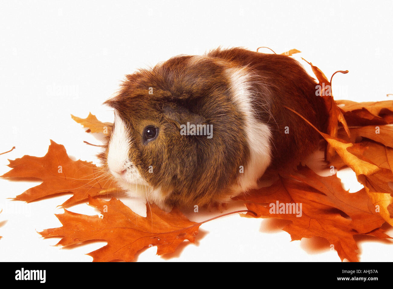 Pig surrounded hi-res stock photography and images - Alamy