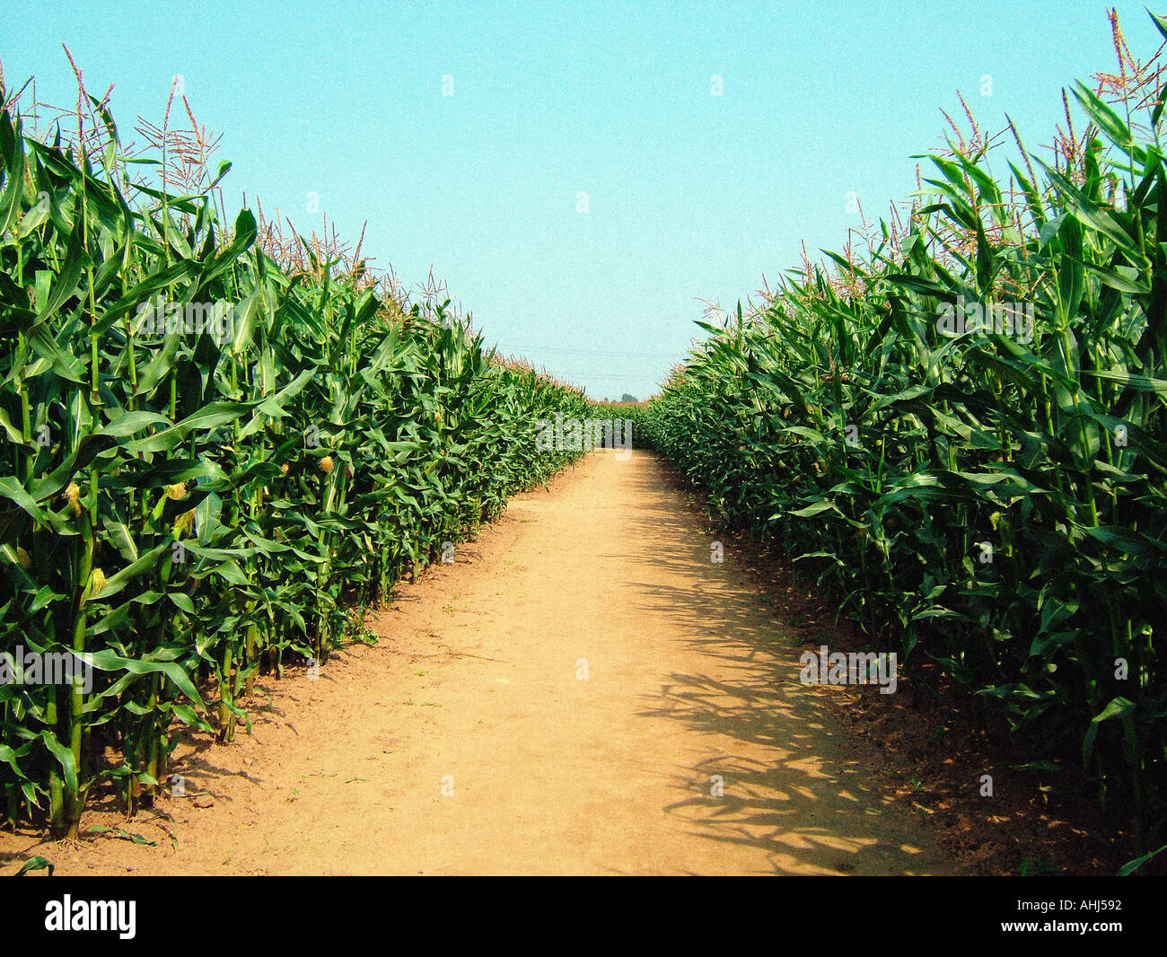 Path between maize plants receeding into the distance with blue sky ...