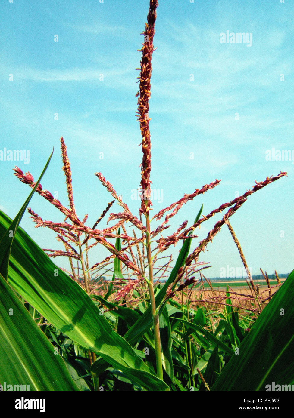 Maize plants against blue hi-res stock photography and images - Alamy