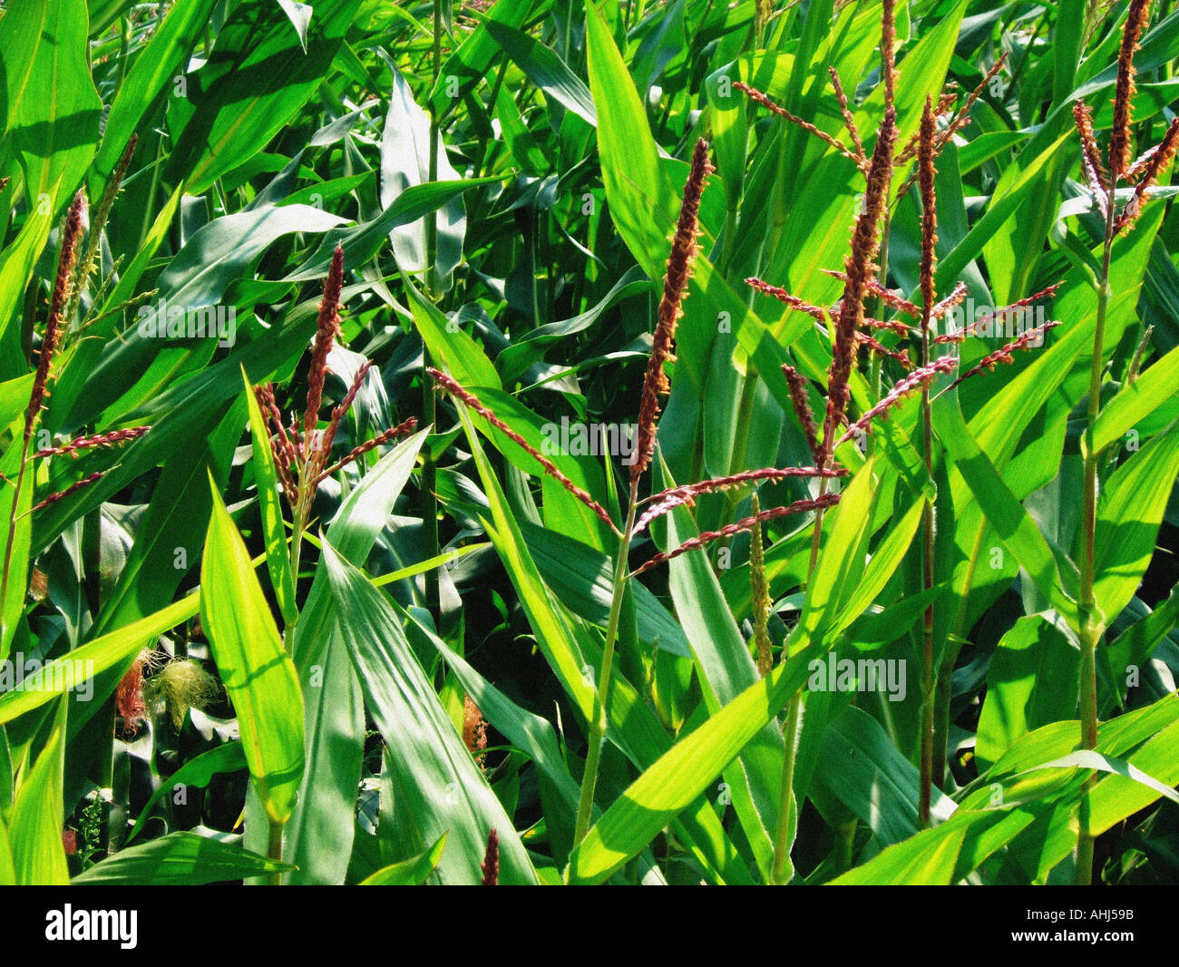 Leaves of maize plant Stock Photo - Alamy