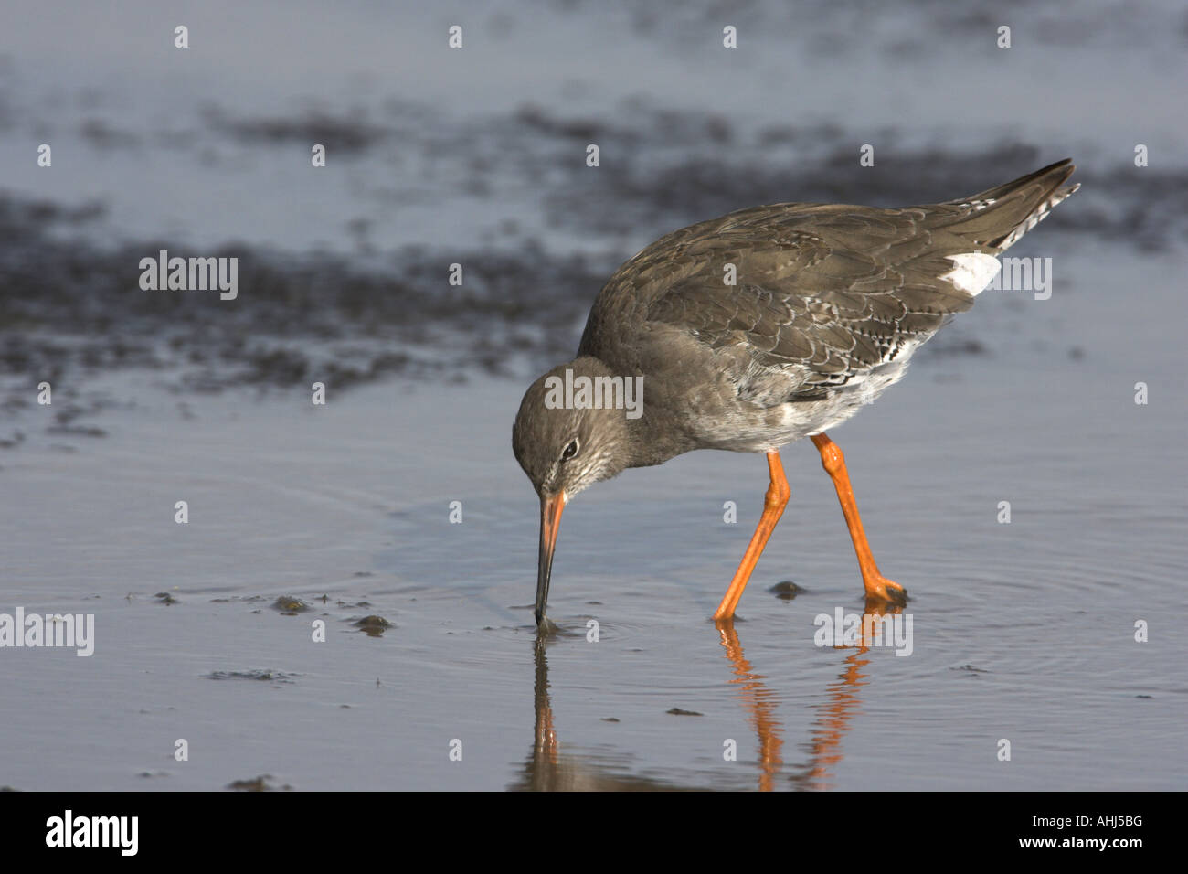 Common Redshank Tringa totanus adult feeding in shallow water Stock ...