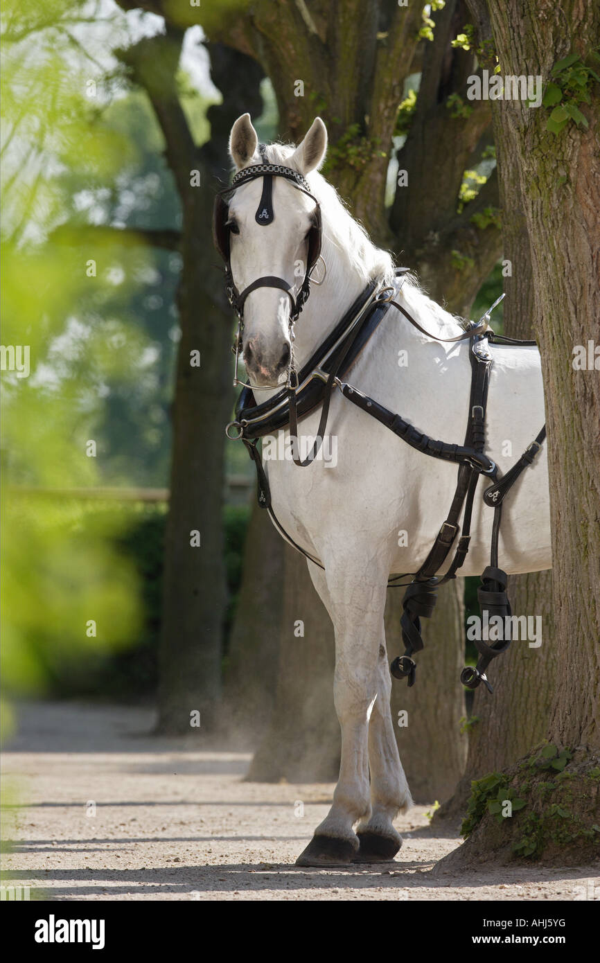 Kladrubers hi-res stock photography and images - Alamy