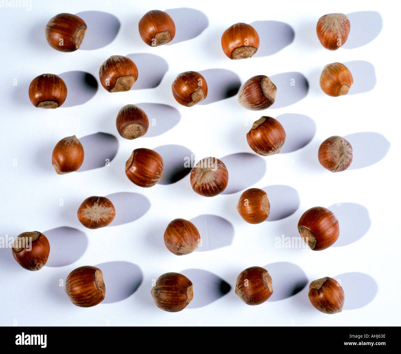 hazelnuts raw eatable fresh hazelnut cut out cropped white background ...