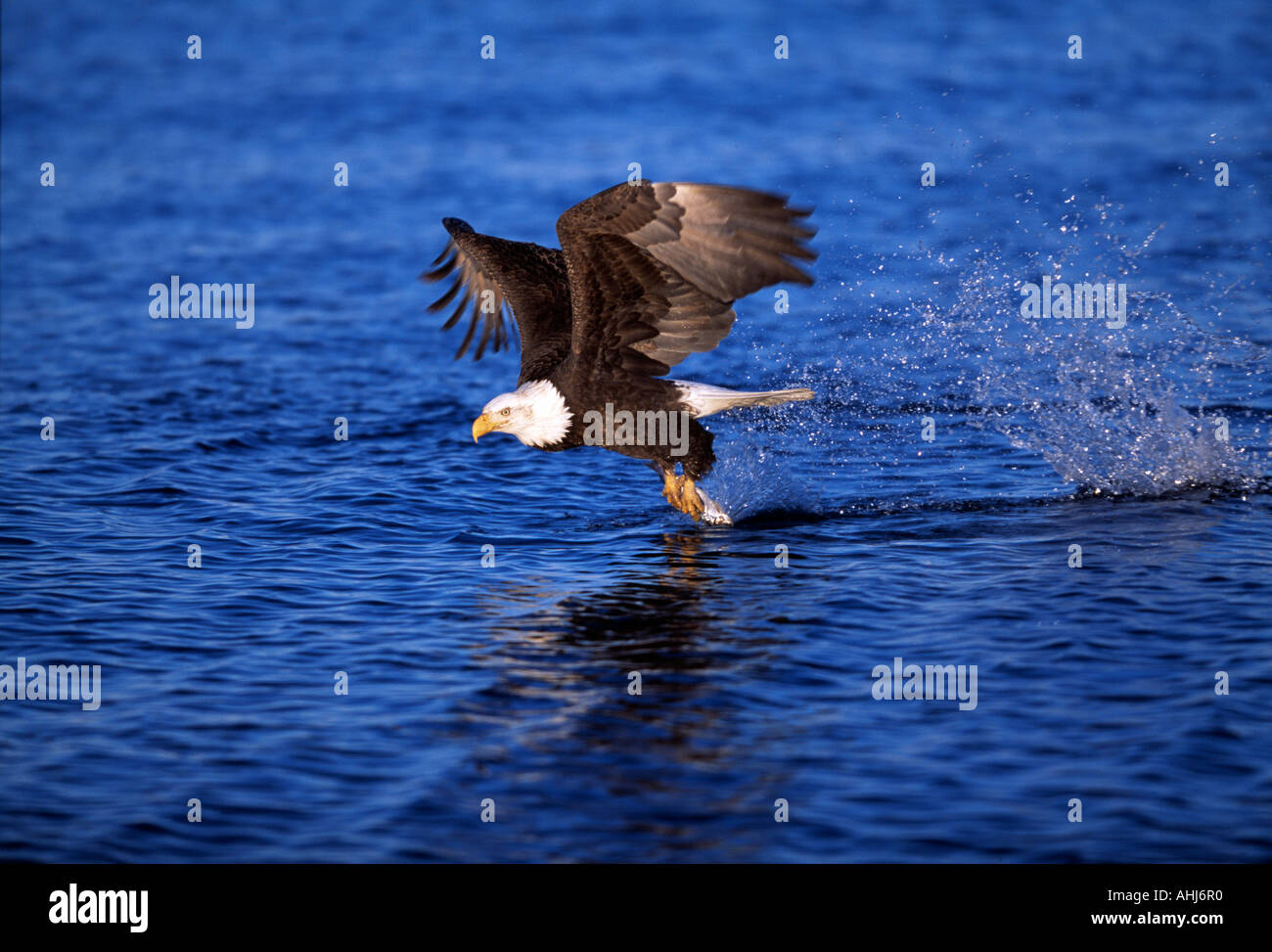 Bald Eagle catching a fish Stock Photo - Alamy