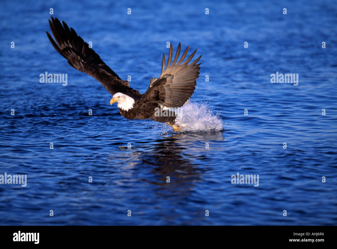 Fly catching predatory fish hi-res stock photography and images - Alamy