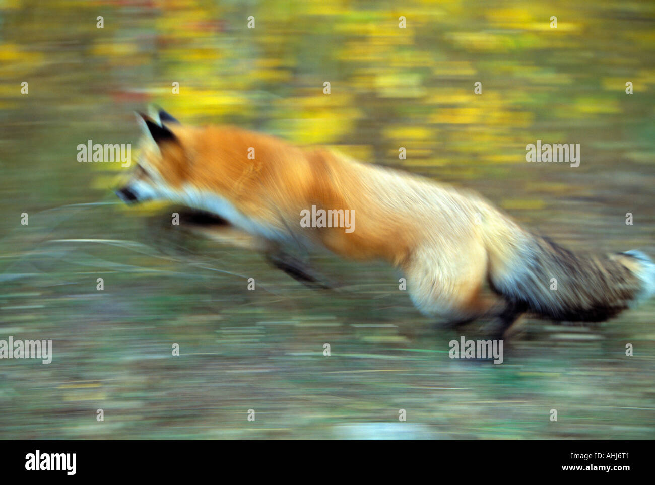Red Fox leaping Stock Photo - Alamy