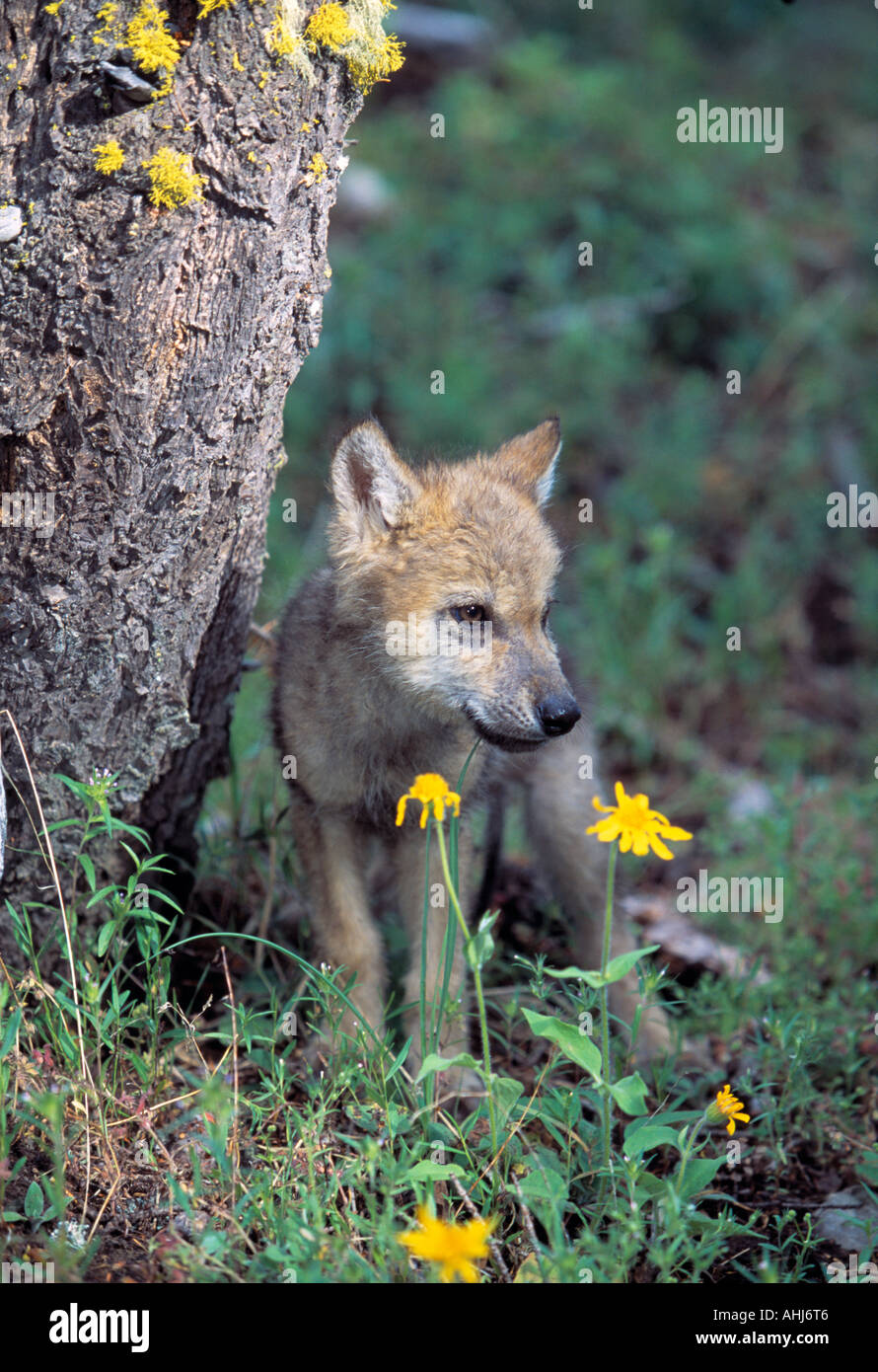 Wolf pup hi-res stock photography and images - Alamy