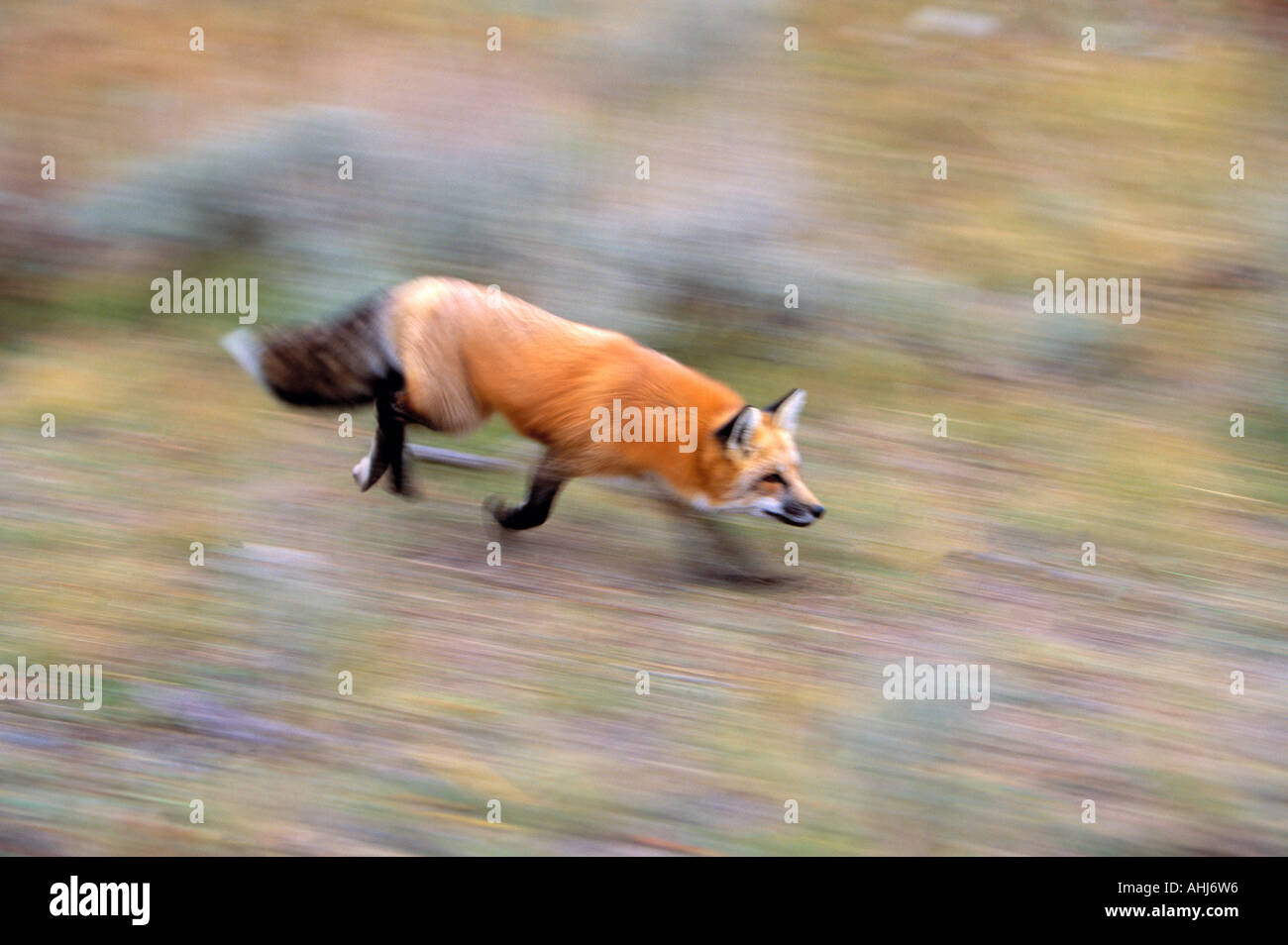 Red Fox running Stock Photo - Alamy