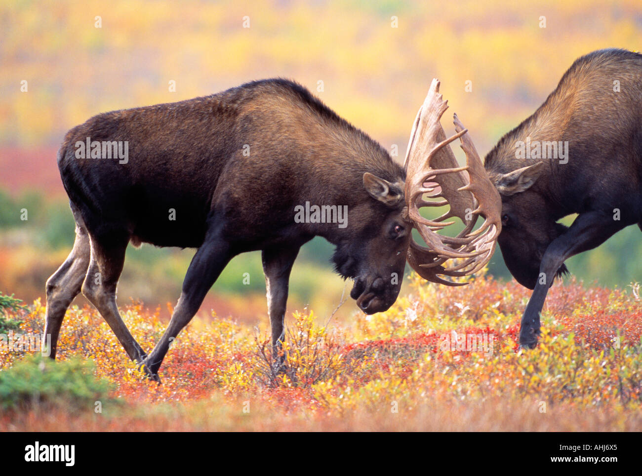 Two moose fighting hi-res stock photography and images - Alamy