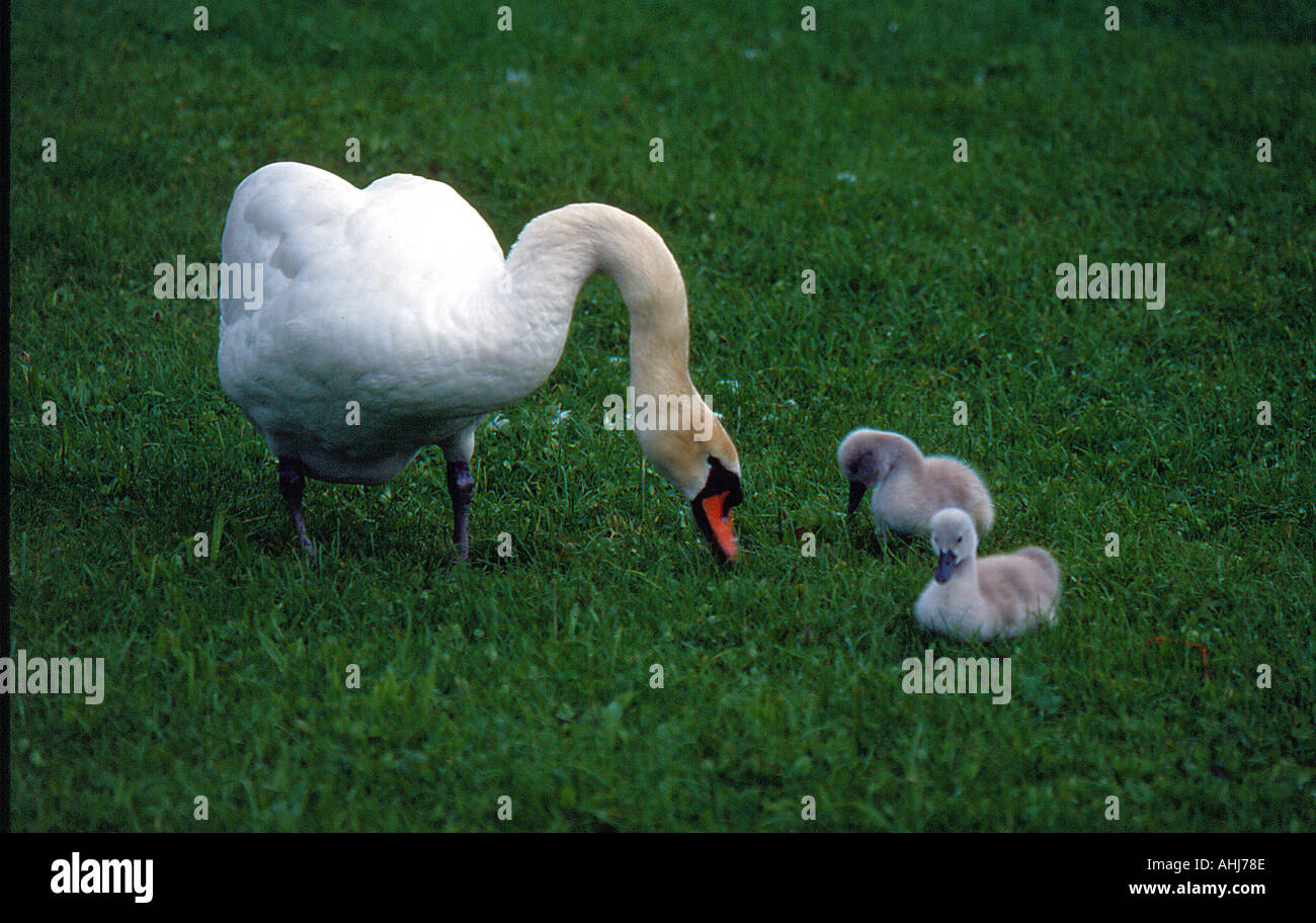 swan with baby swan. Photo by Willy Matheisl Stock Photo - Alamy