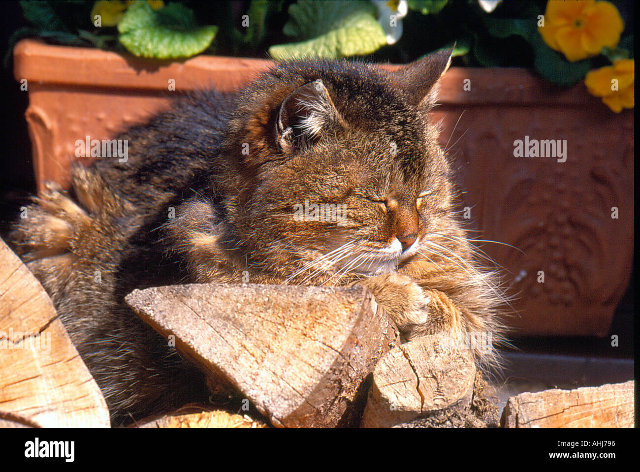 cat relaxing. Photo by Willy Matheisl Stock Photo - Alamy