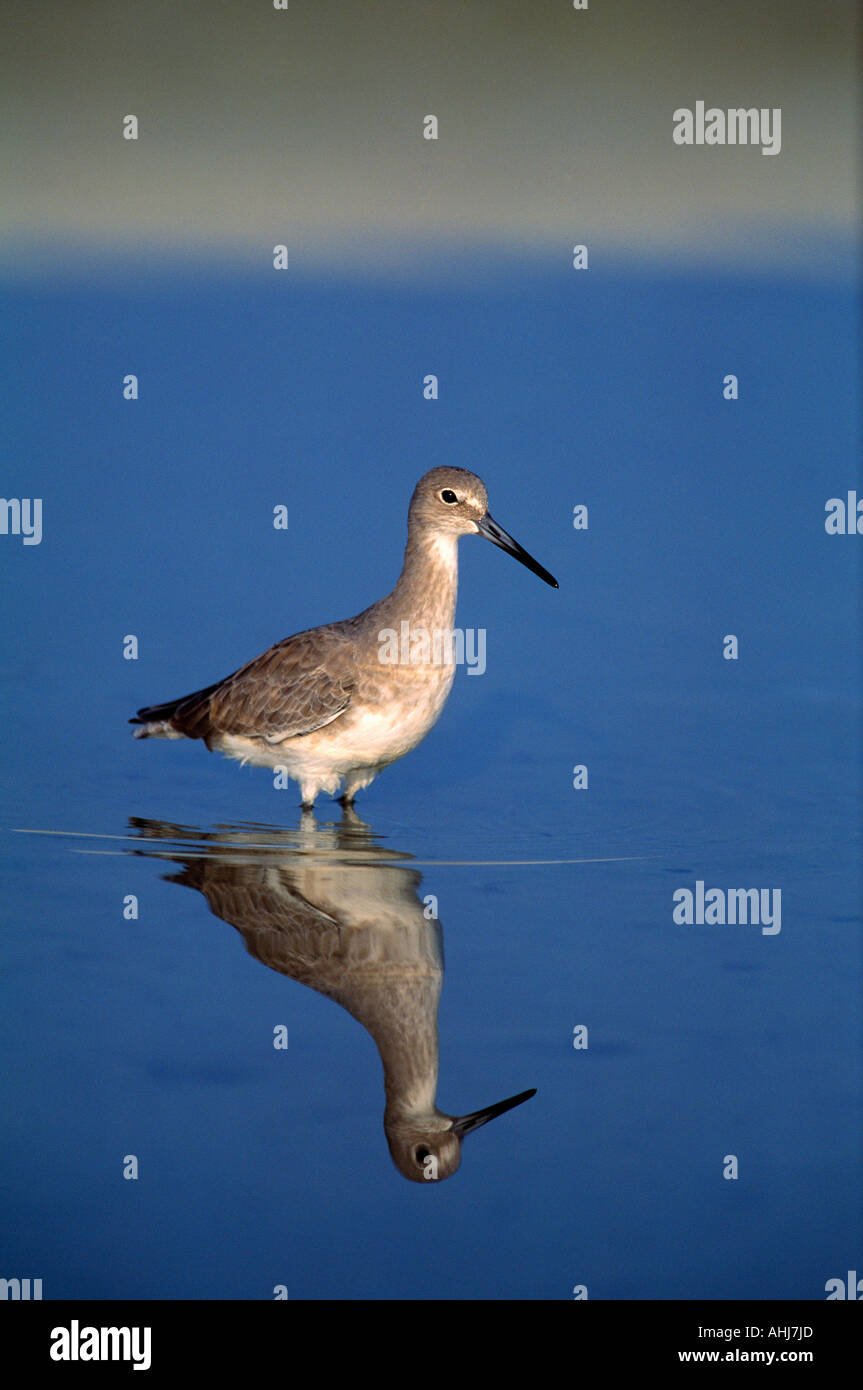 Shorebird image hi-res stock photography and images - Alamy