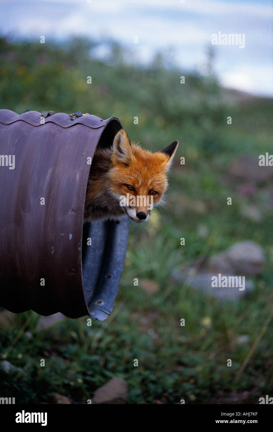 Red Fox peeking out of pipe Stock Photo - Alamy