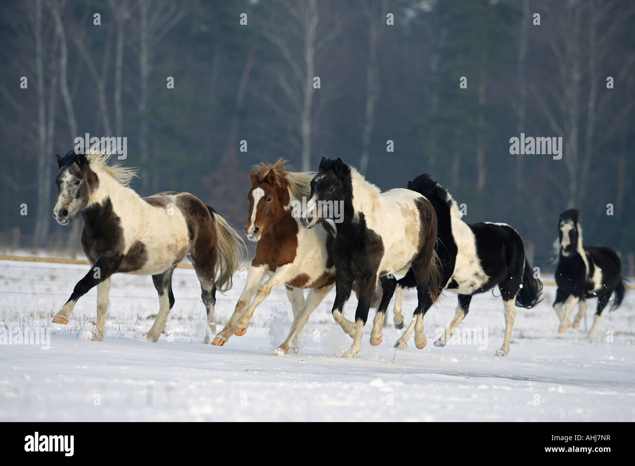 Lewitzer pony hi-res stock photography and images - Alamy