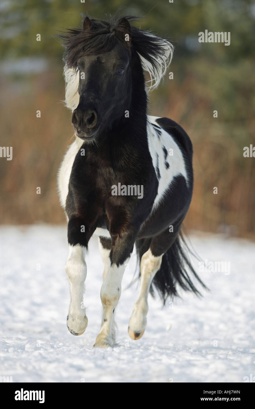 Lewitzer pony hi-res stock photography and images - Alamy