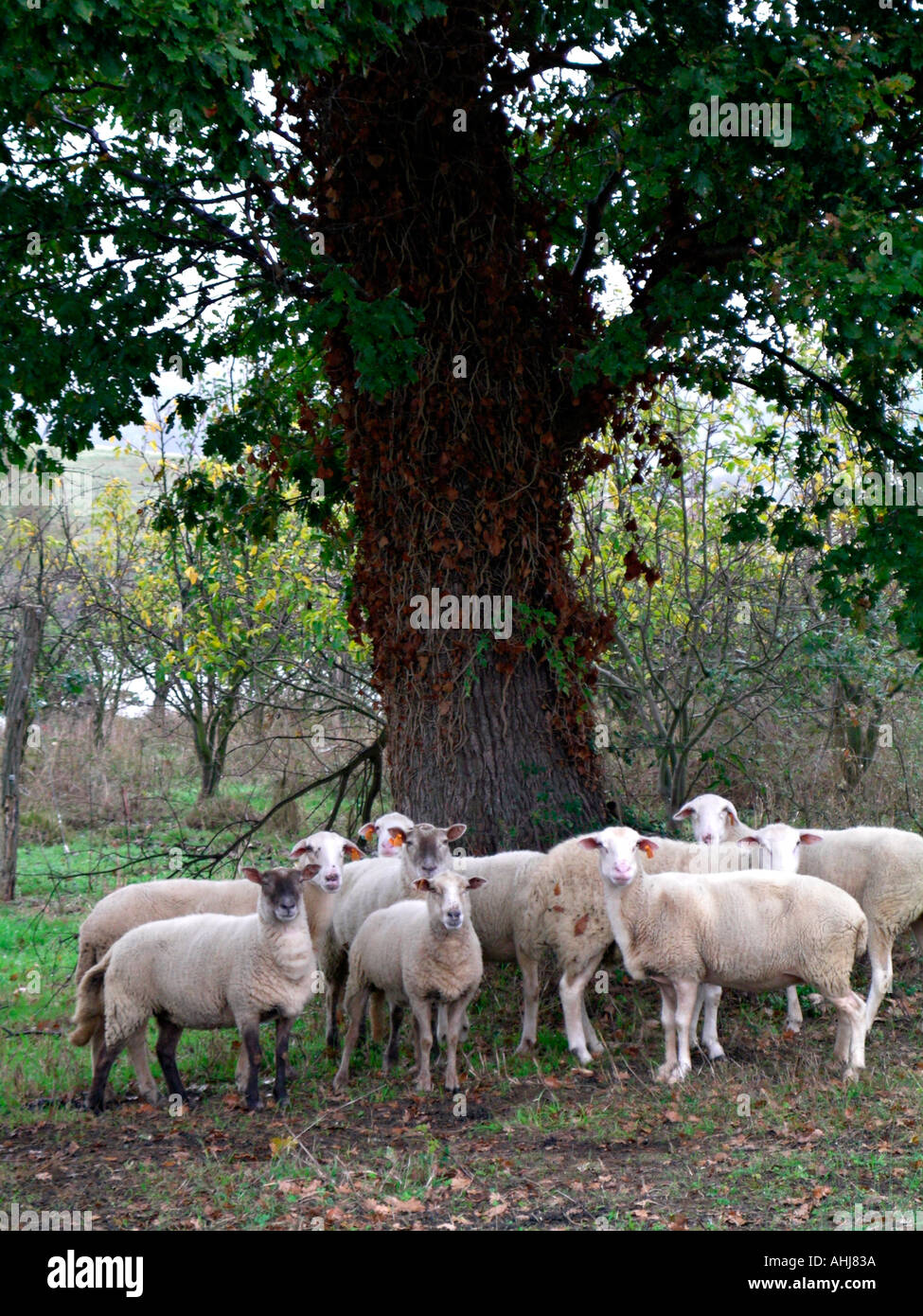 little cattle of sheep under a tree in Gascogne France Stock Photo - Alamy