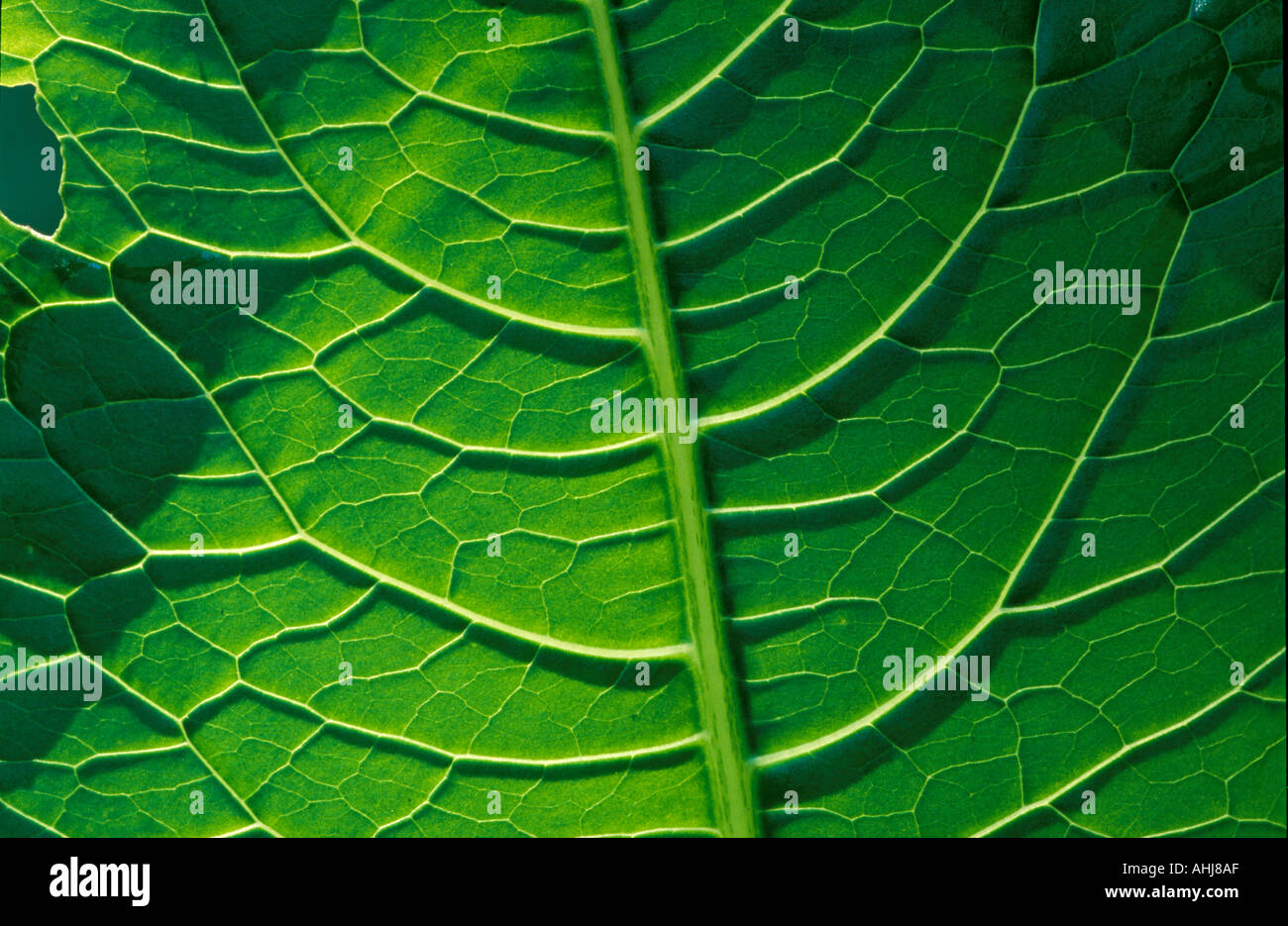 Net venation hi-res stock photography and images - Alamy