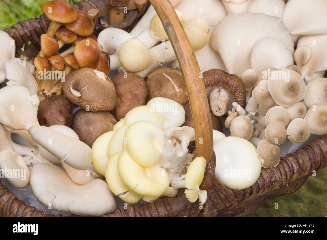 Variety of edible mushroom hi-res stock photography and images - Alamy