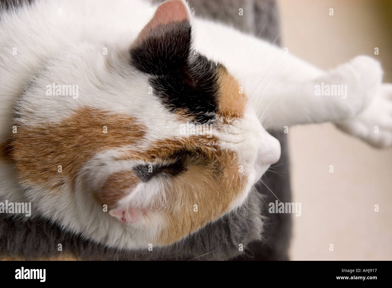 Fur of tortoiseshell cat hi-res stock photography and images - Alamy