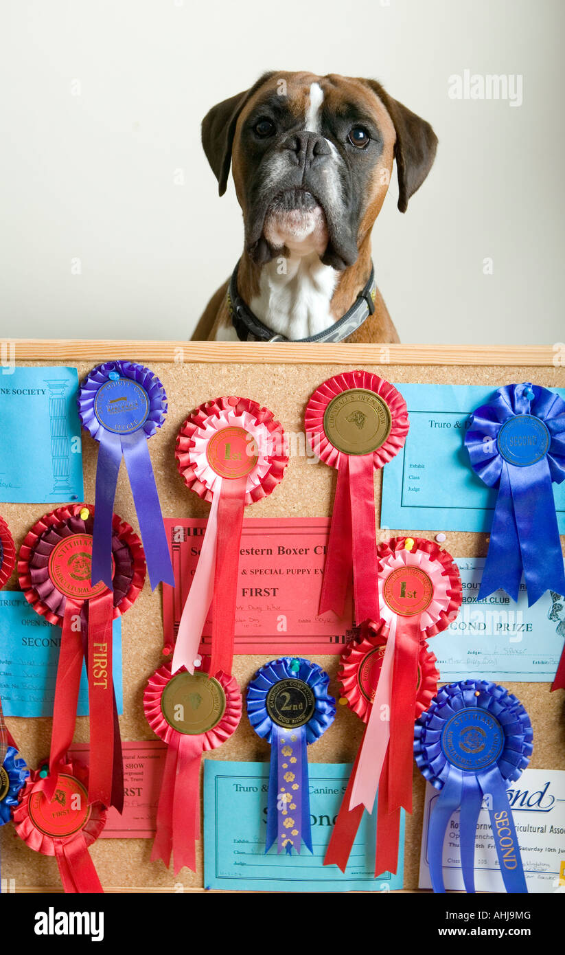 Prize winning boxer dog with rosettes and certificates Stock Photo - Alamy