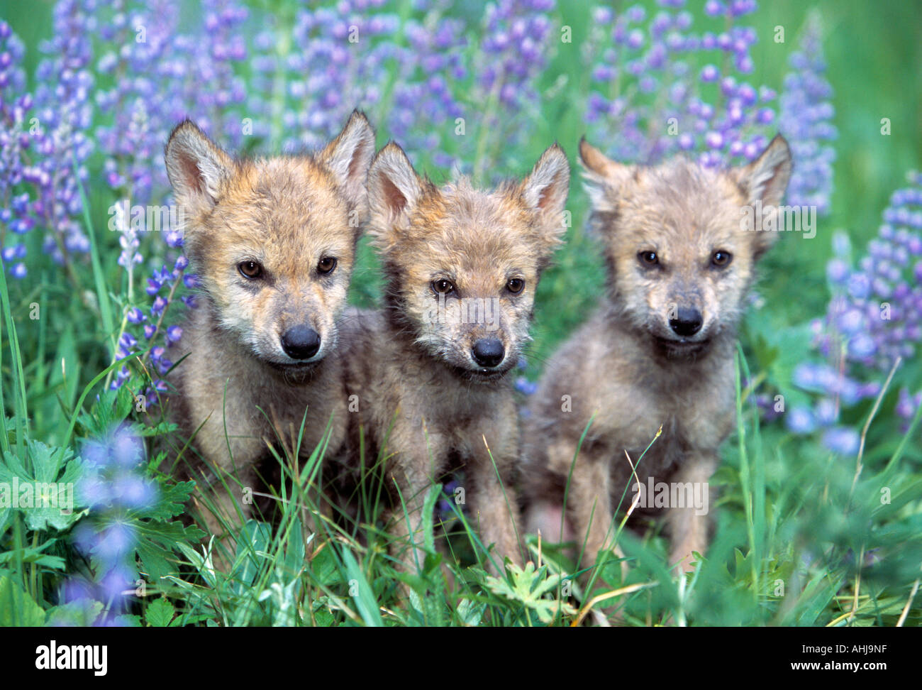Three wolf pups Stock Photo - Alamy
